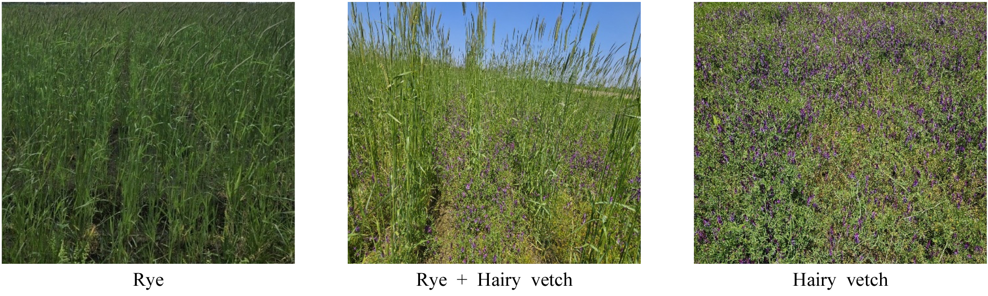 Optimal Cutting Height of Rye and Hairy Vetch on Nitrogen Yield in ...